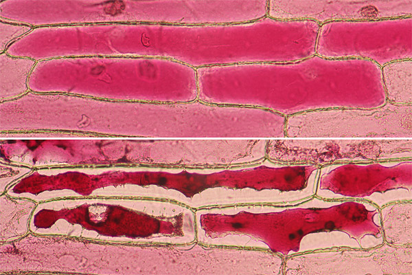 【plasmolysis】什么意思_英语plasmolysis的翻译_音标_读音_用法_例句_在线翻译_有道词典