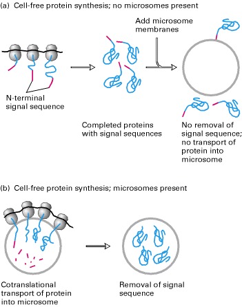 【microsome】什么意思_英语microsome的翻译_音标_读音_用法_例句_在线翻译_有道词典